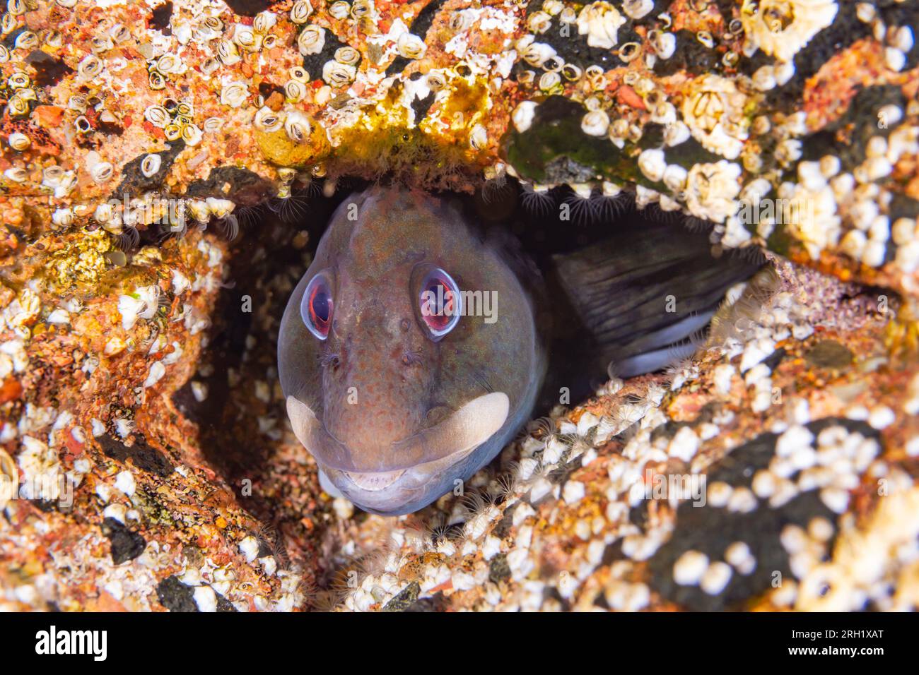 Shanny hi-res stock photography and images - Alamy