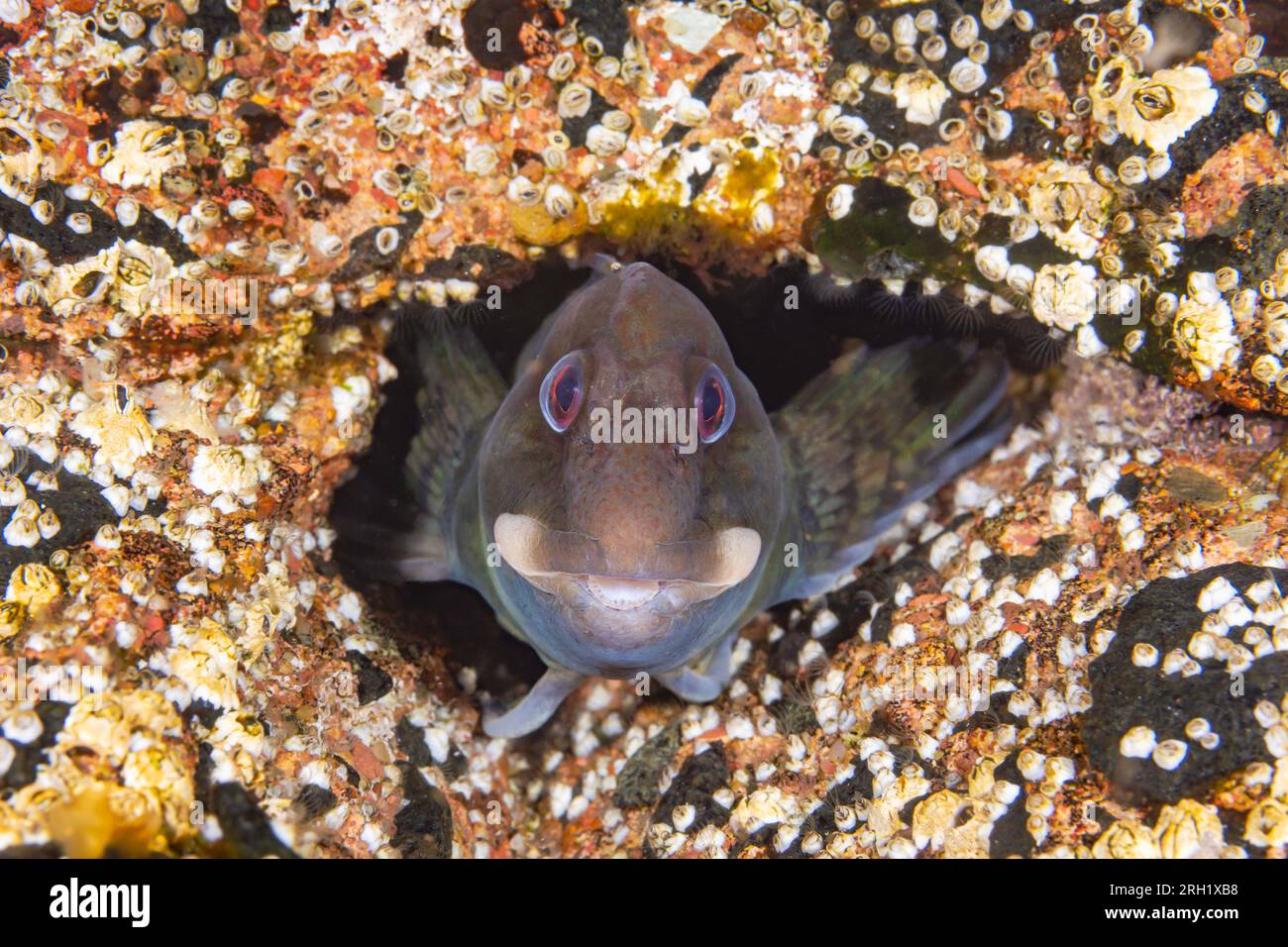 Shanny fish uk hi-res stock photography and images - Alamy