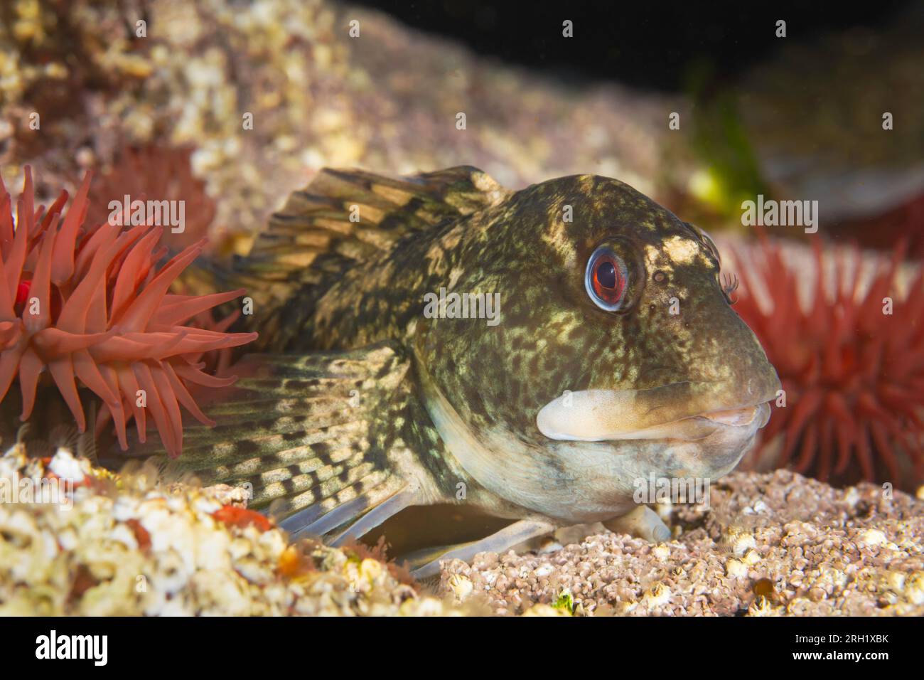Shanny fish uk hi-res stock photography and images - Alamy