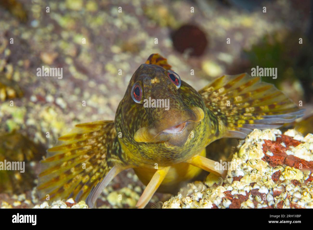 Shanny fish uk hi-res stock photography and images - Alamy