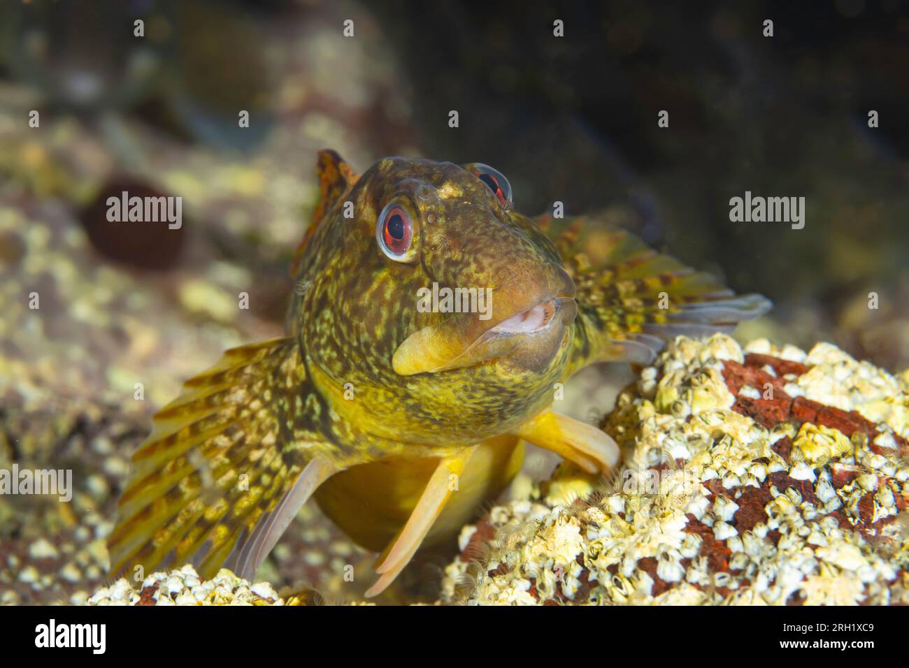 Shanny hi-res stock photography and images - Alamy