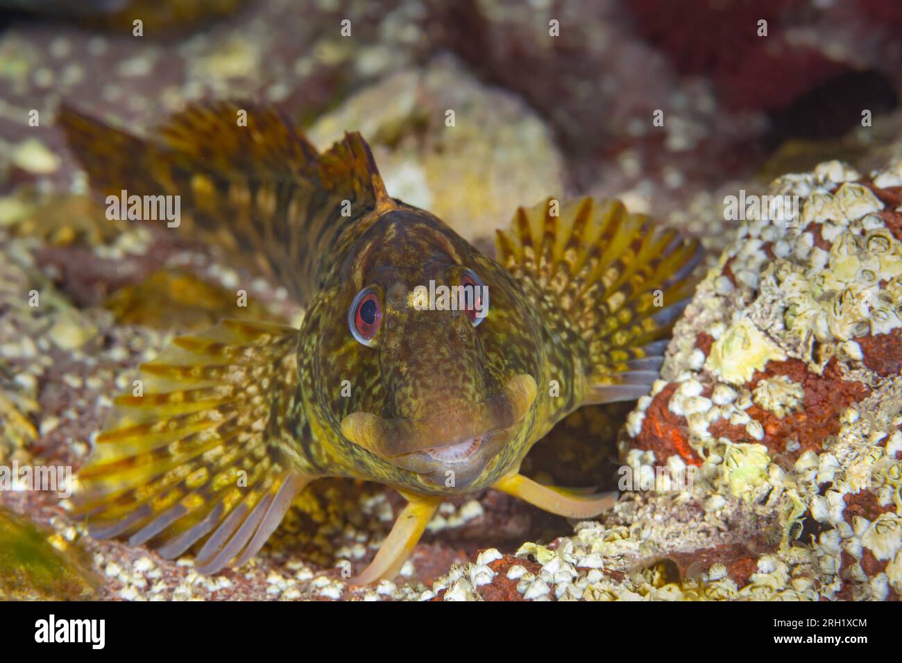 Shanny fish hi-res stock photography and images - Alamy