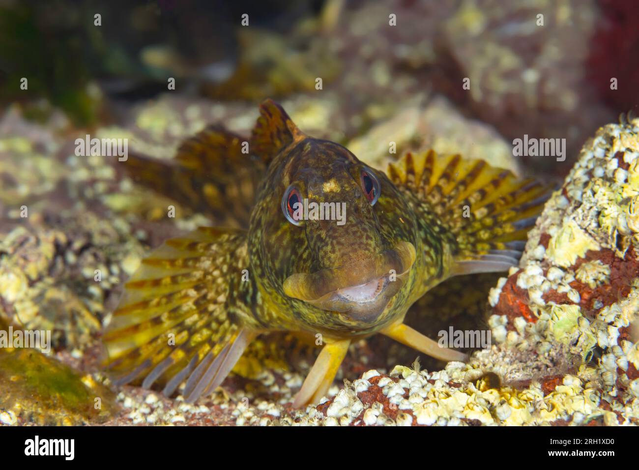 Shanny fish uk hi-res stock photography and images - Alamy