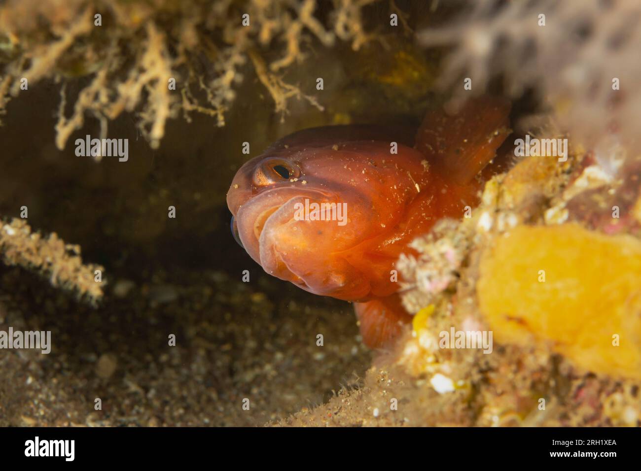 Gunnel fish hi-res stock photography and images - Alamy