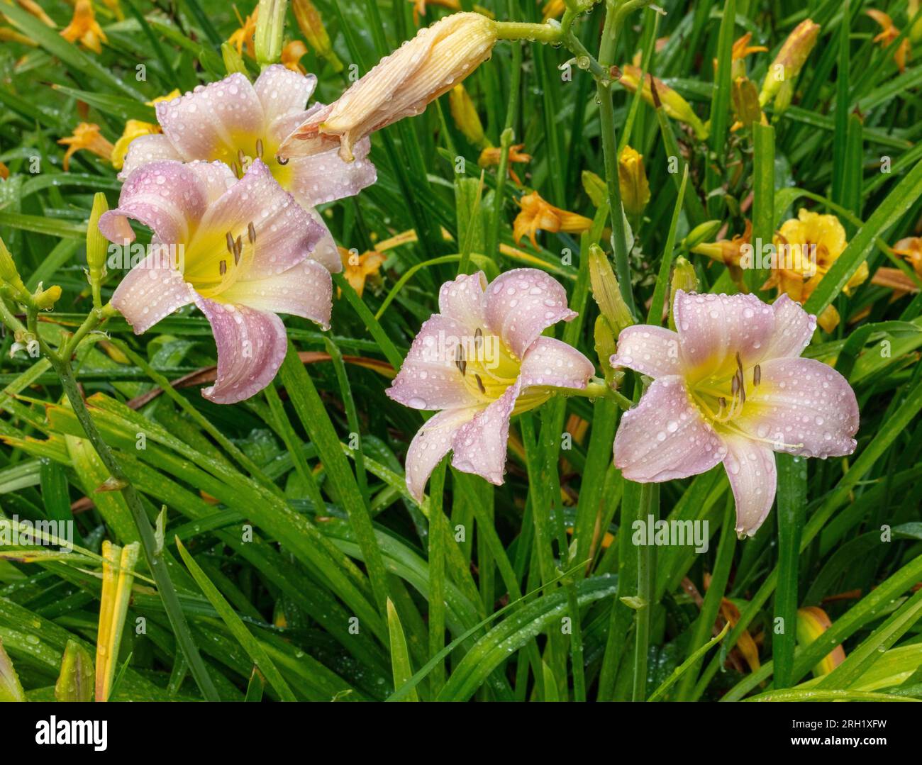 'Catherine Woodbery, Catherine Woodbury' Daylily, Daglilja ...