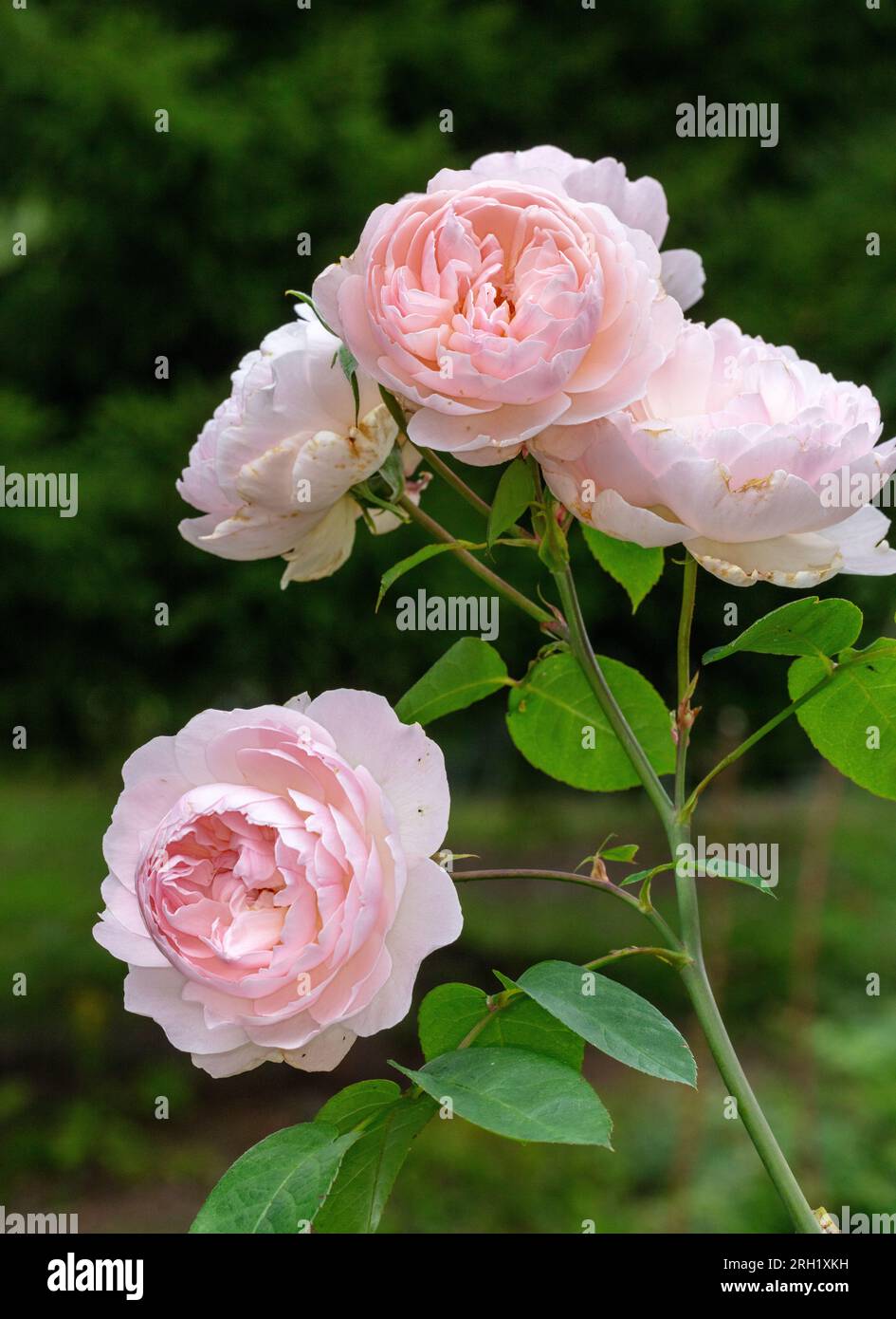 Rose gentle hermione hi-res stock photography and images - Alamy