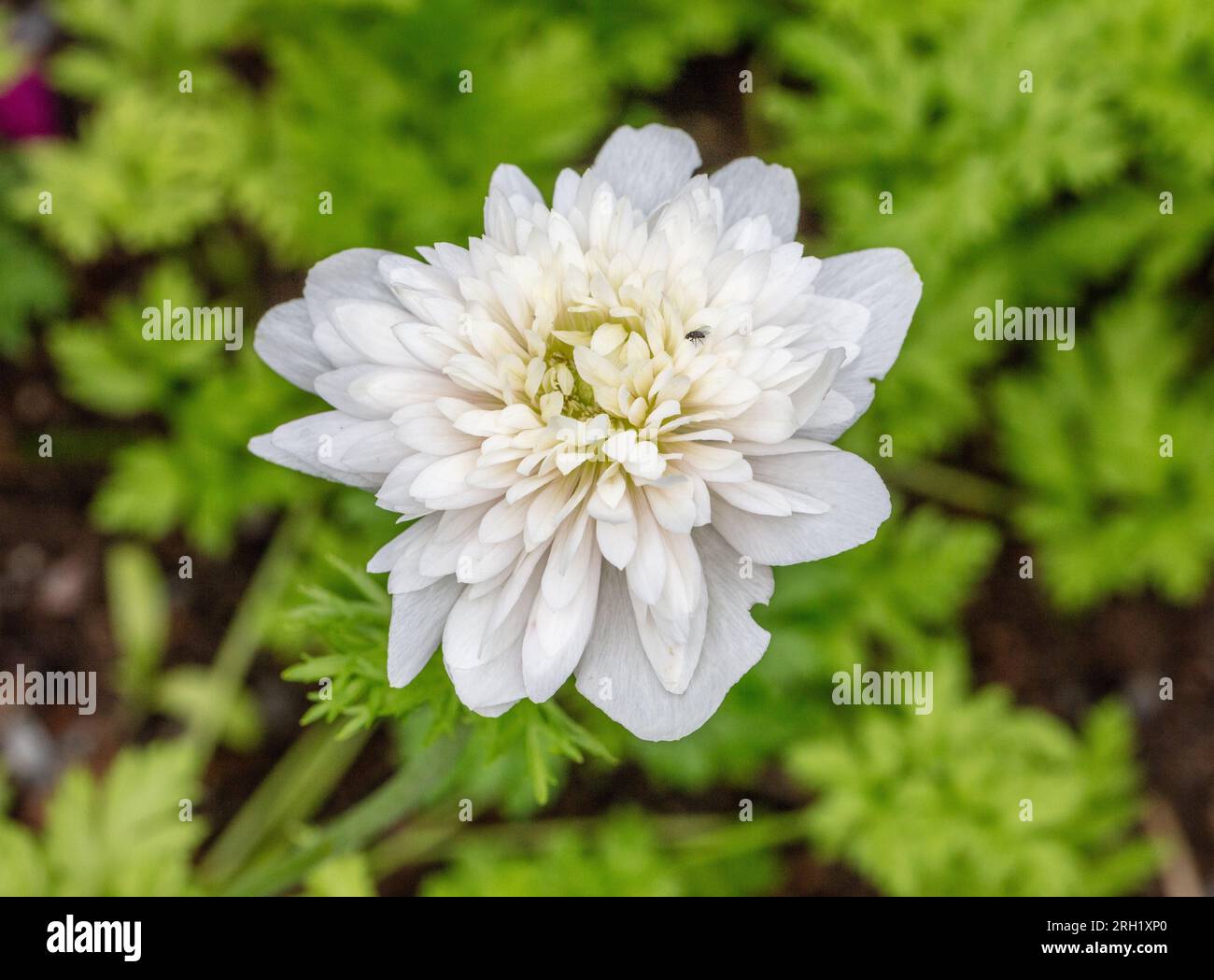 'Mount Everest' Poppy anemone, Bukettanemon (Anemone coronaria Stock ...
