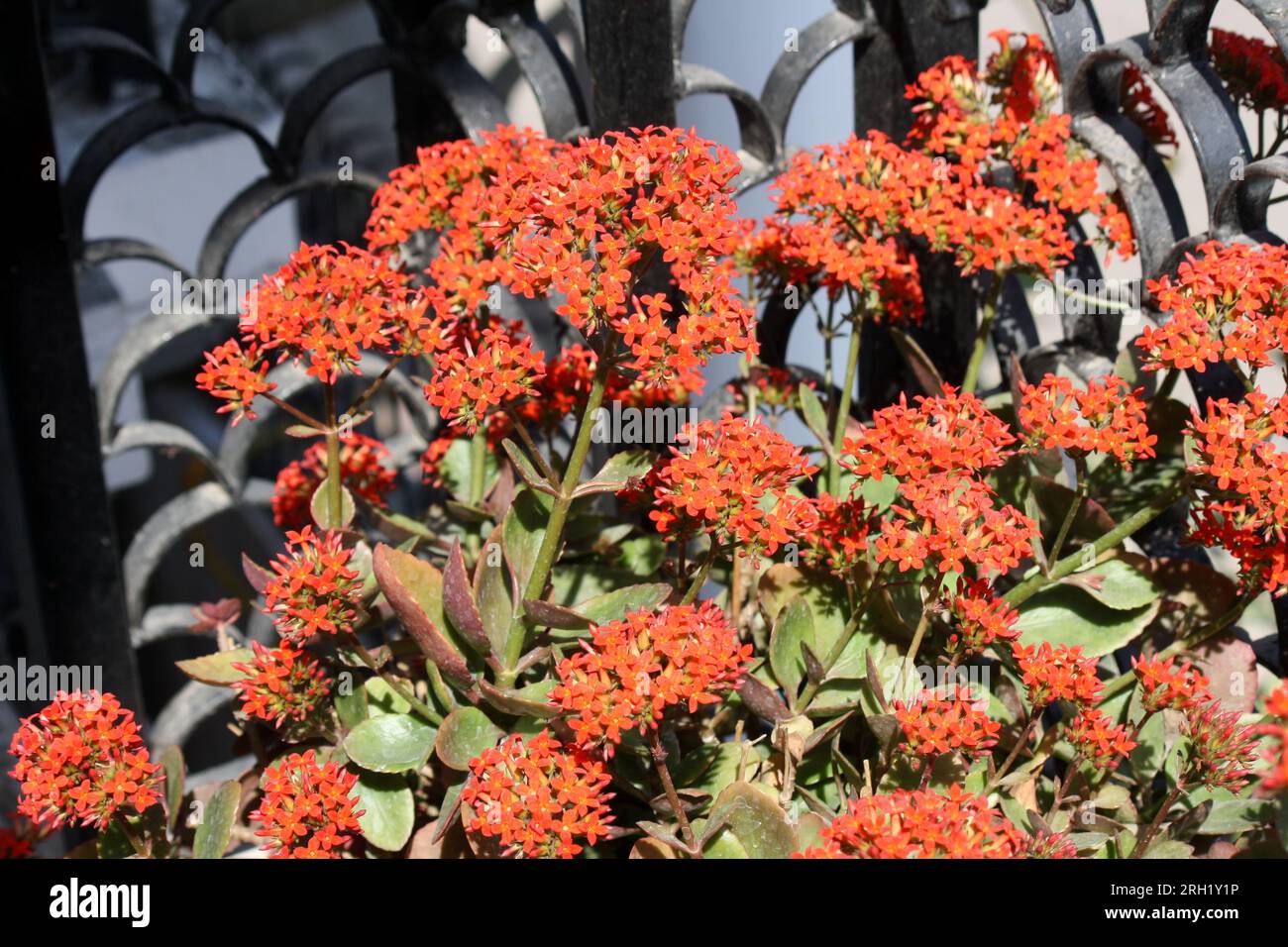Air plant (Kalanchoe pinnata) in bloom : (pix Sanjiv Shukla Stock Photo ...