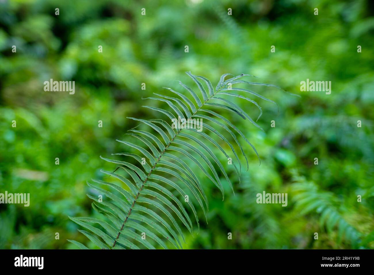 Beautiful fern leaf texture in nature. Fern plants in forest. Green ...