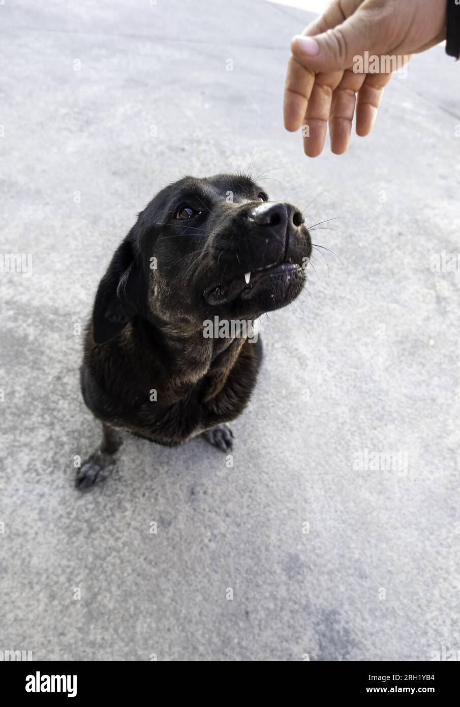 Spanish mastiff dog with labrador, pets, mammals Stock Photo - Alamy