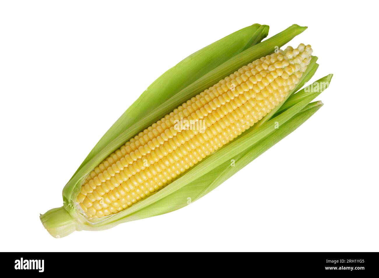 Fresh yellow ear of corn with green leaves isolated on white background ...
