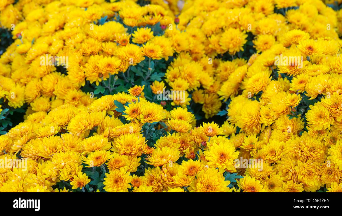 Bright Flower Tumblr Backgrounds