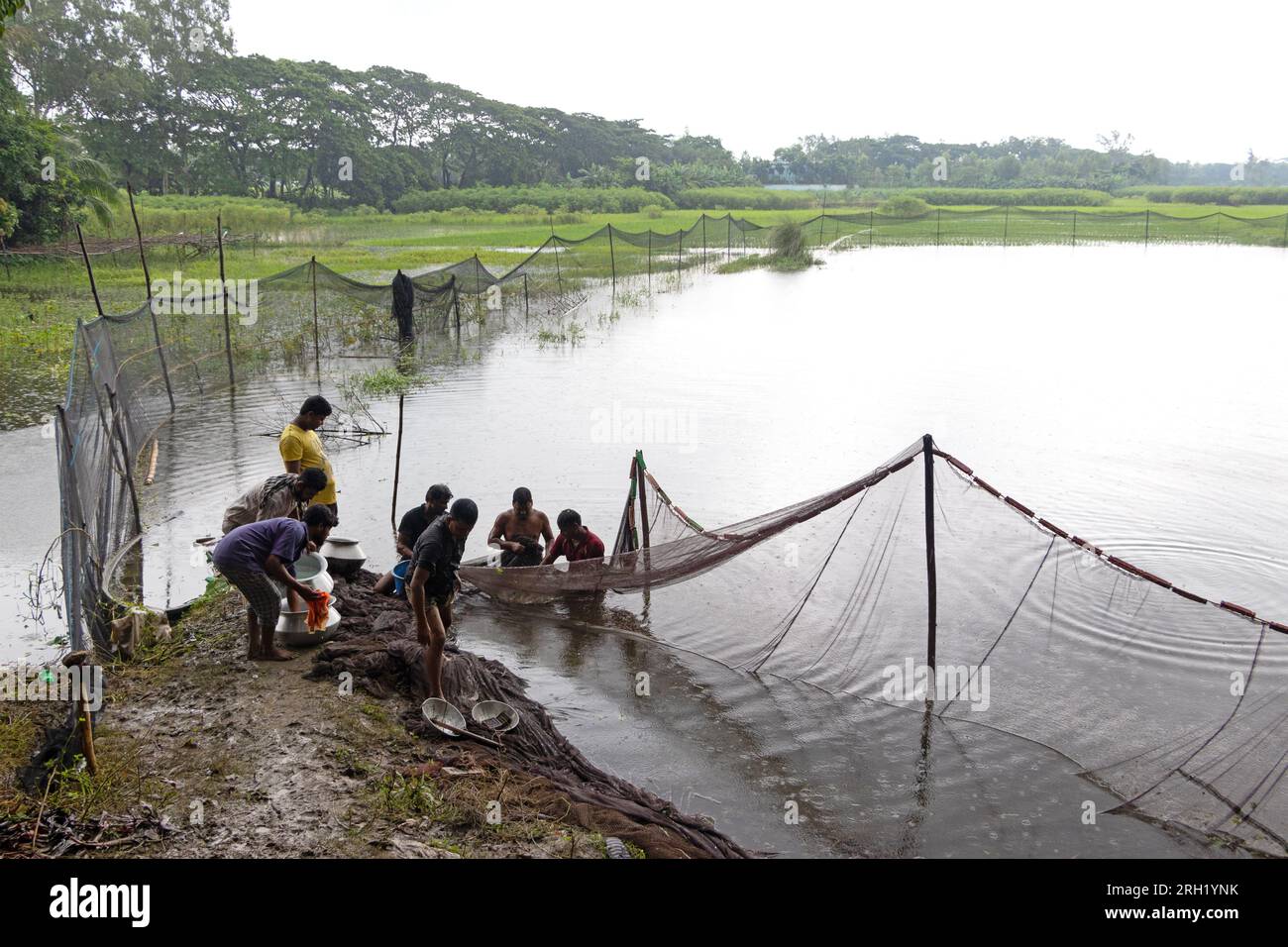 Munshiganj, Dhaka, Bangladesh. 13th Aug, 2023. Fishermen catch fish in ...