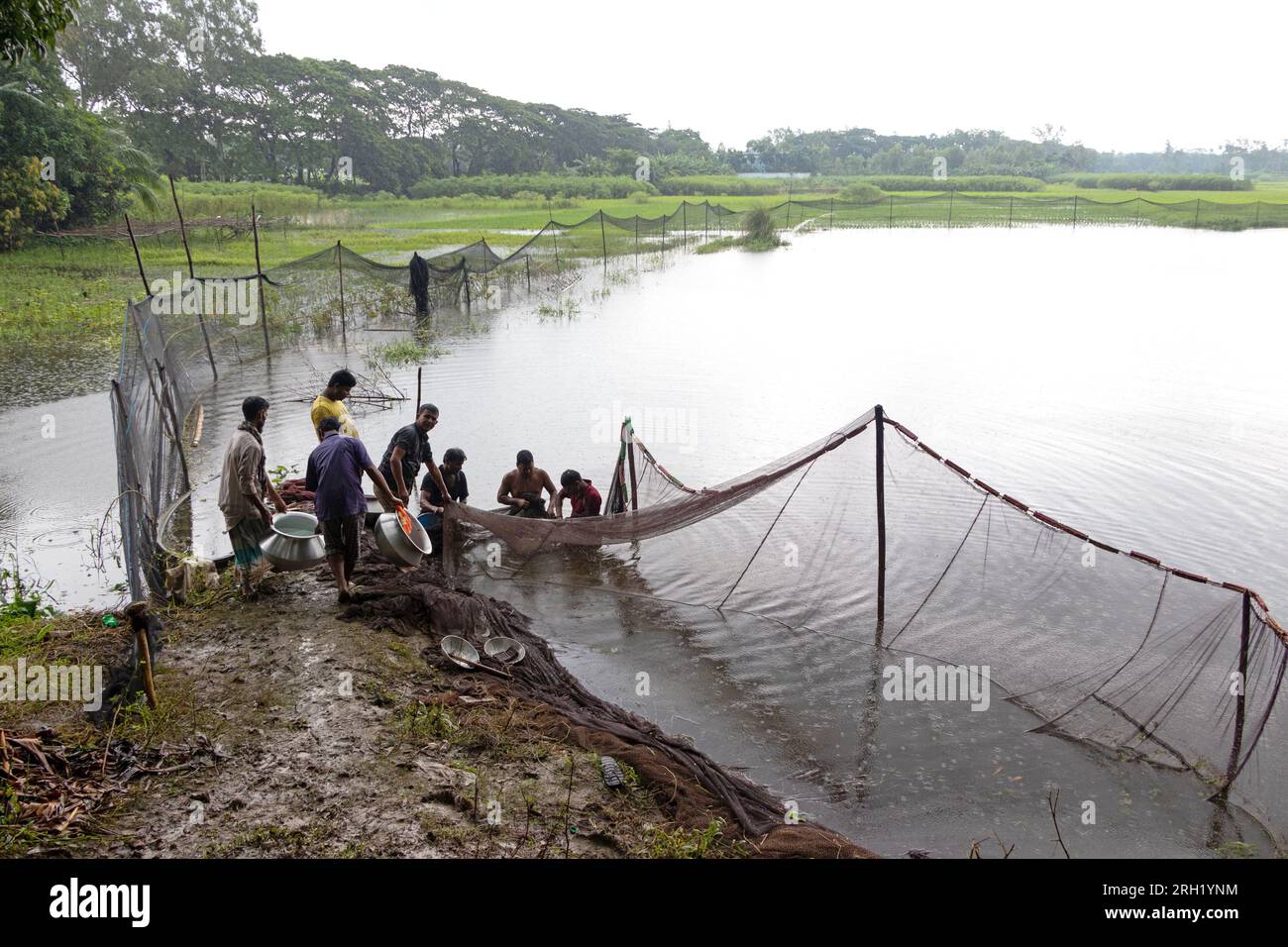 Munshiganj, Dhaka, Bangladesh. 13th Aug, 2023. Fishermen catch fish in ...