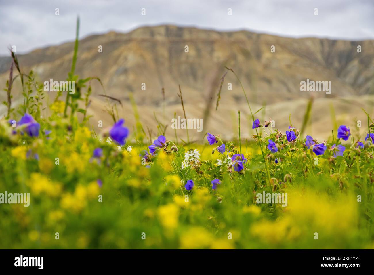Mustard Fields with Purple Flowers and Desert Mountains on the ...