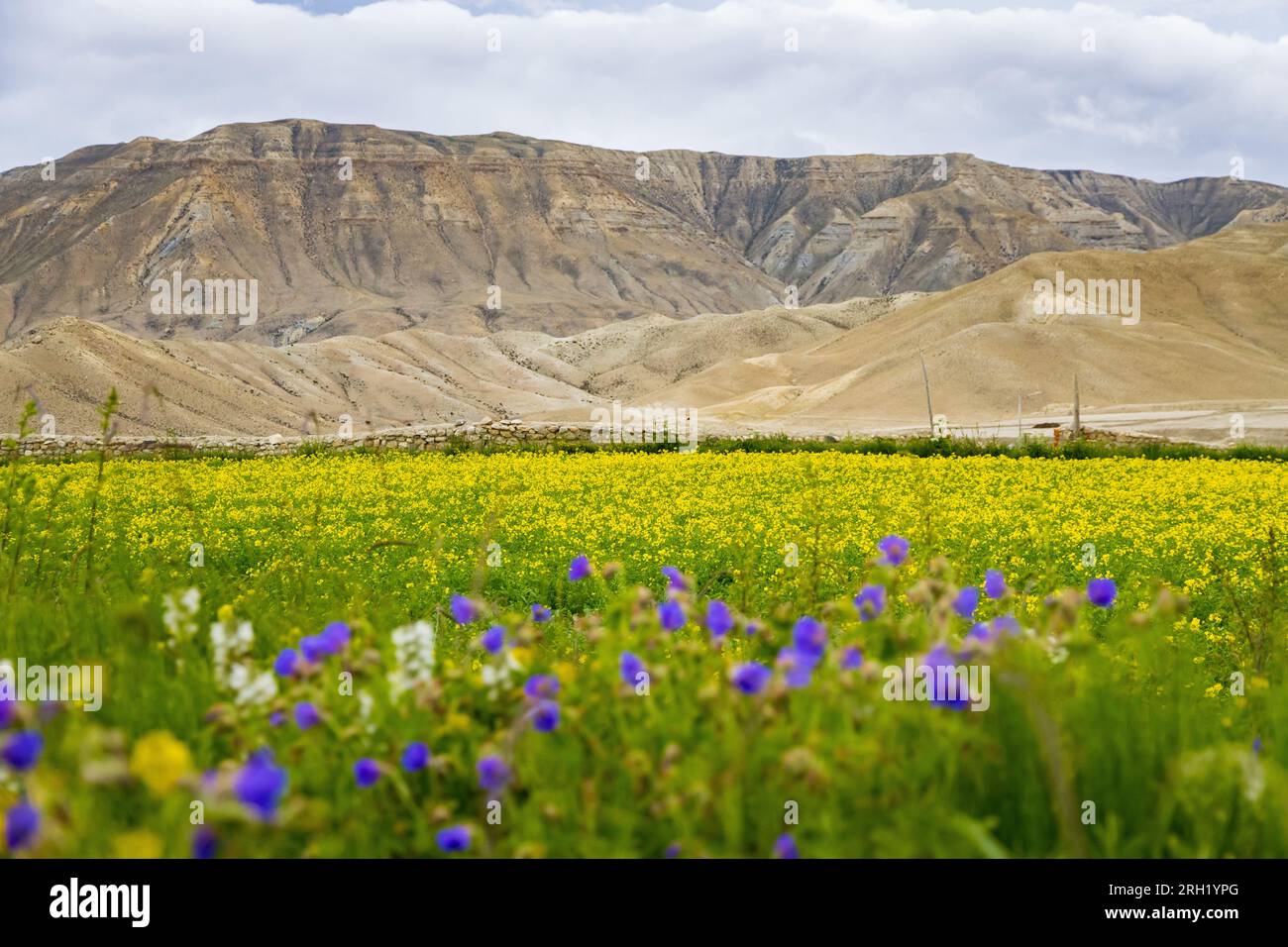 Upper mustang flowers hi-res stock photography and images - Alamy