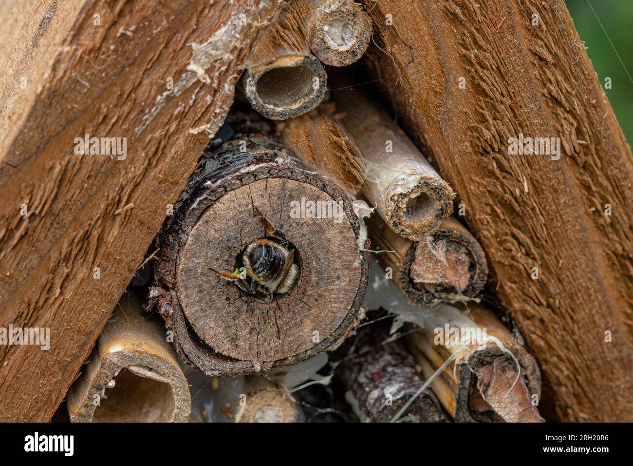 Bee entering an insect hotel Stock Photo - Alamy