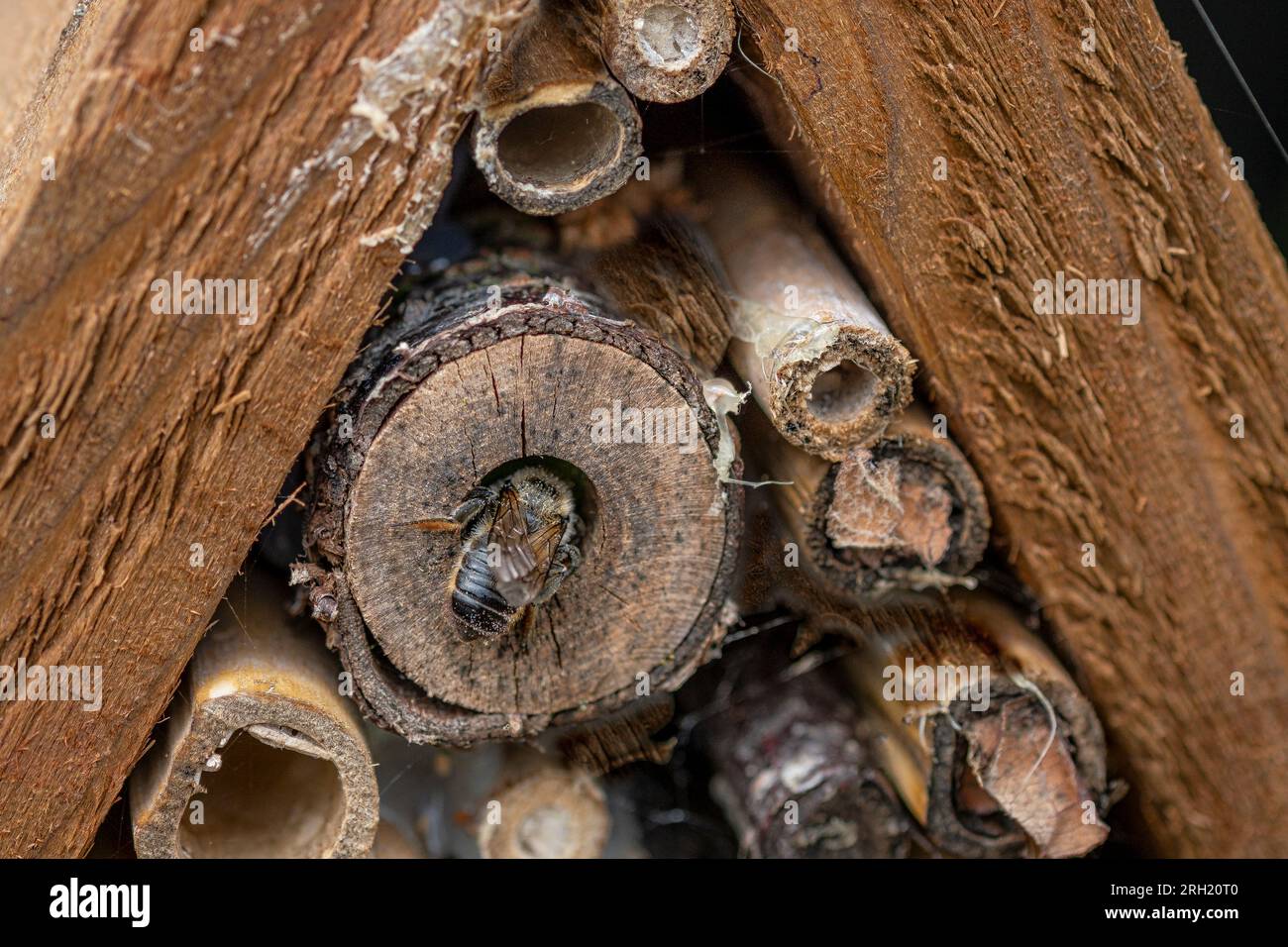 Bee entering an insect hotel Stock Photo - Alamy
