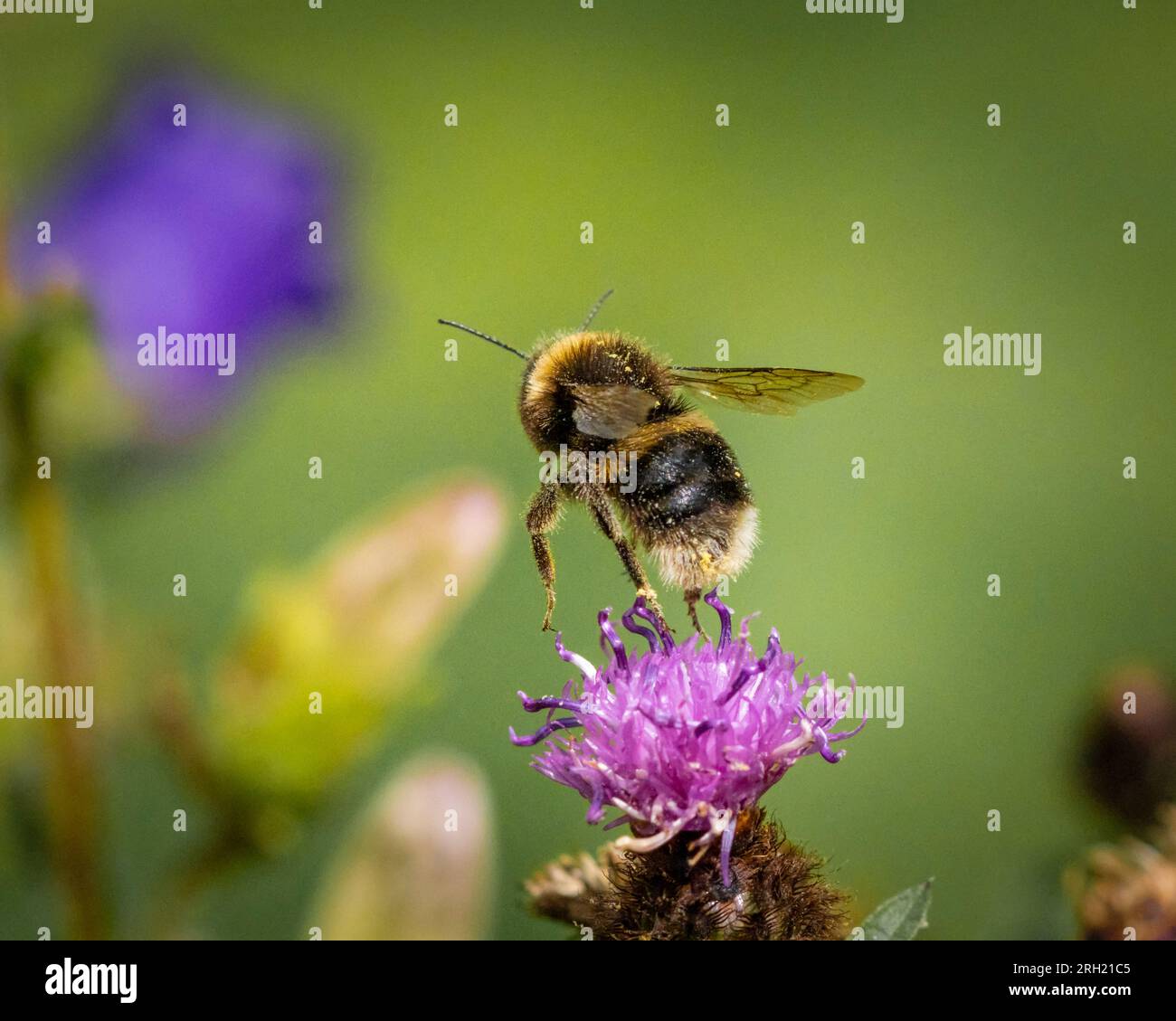 Bee taking off from flower hi-res stock photography and images - Alamy