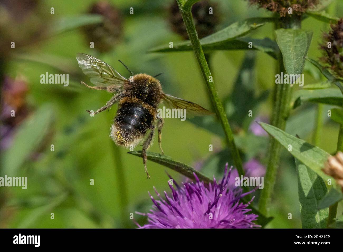 A bumblebee taking off from a hardhead flower Stock Photo - Alamy