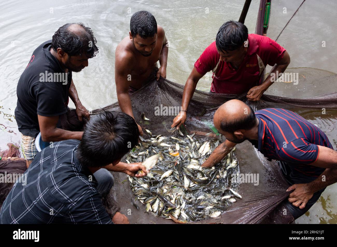 Munshiganj, Dhaka, Bangladesh. 13th Aug, 2023. Fishermen catch fish in ...