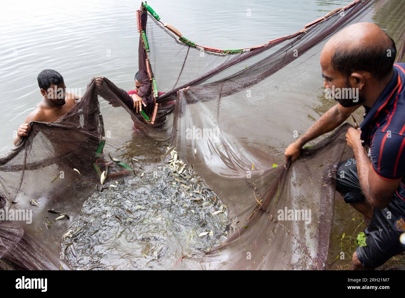 Munshiganj, Dhaka, Bangladesh. 13th Aug, 2023. Fishermen catch fish in ...
