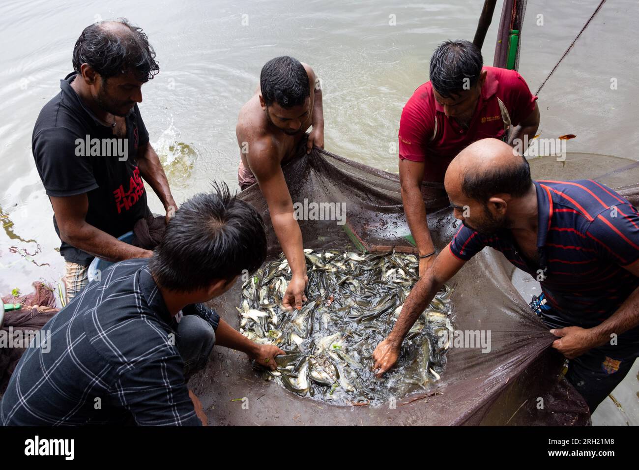 Munshiganj, Dhaka, Bangladesh. 13th Aug, 2023. Fishermen catch fish in ...