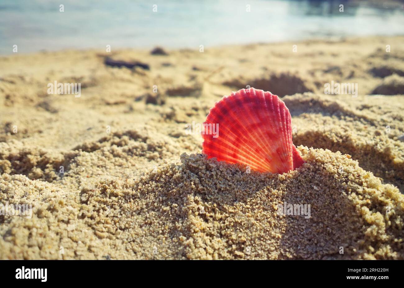 Red seashell on the beach Stock Photo - Alamy