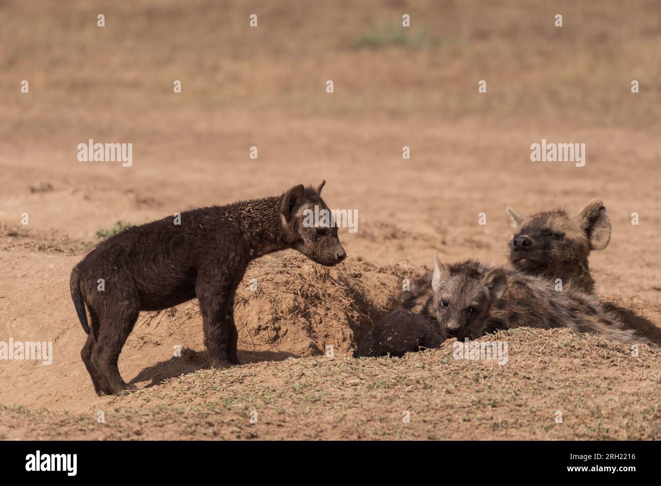 Female Spotted hyena with her pups , Crocuta crocuta, Hyaenidae, Ol ...
