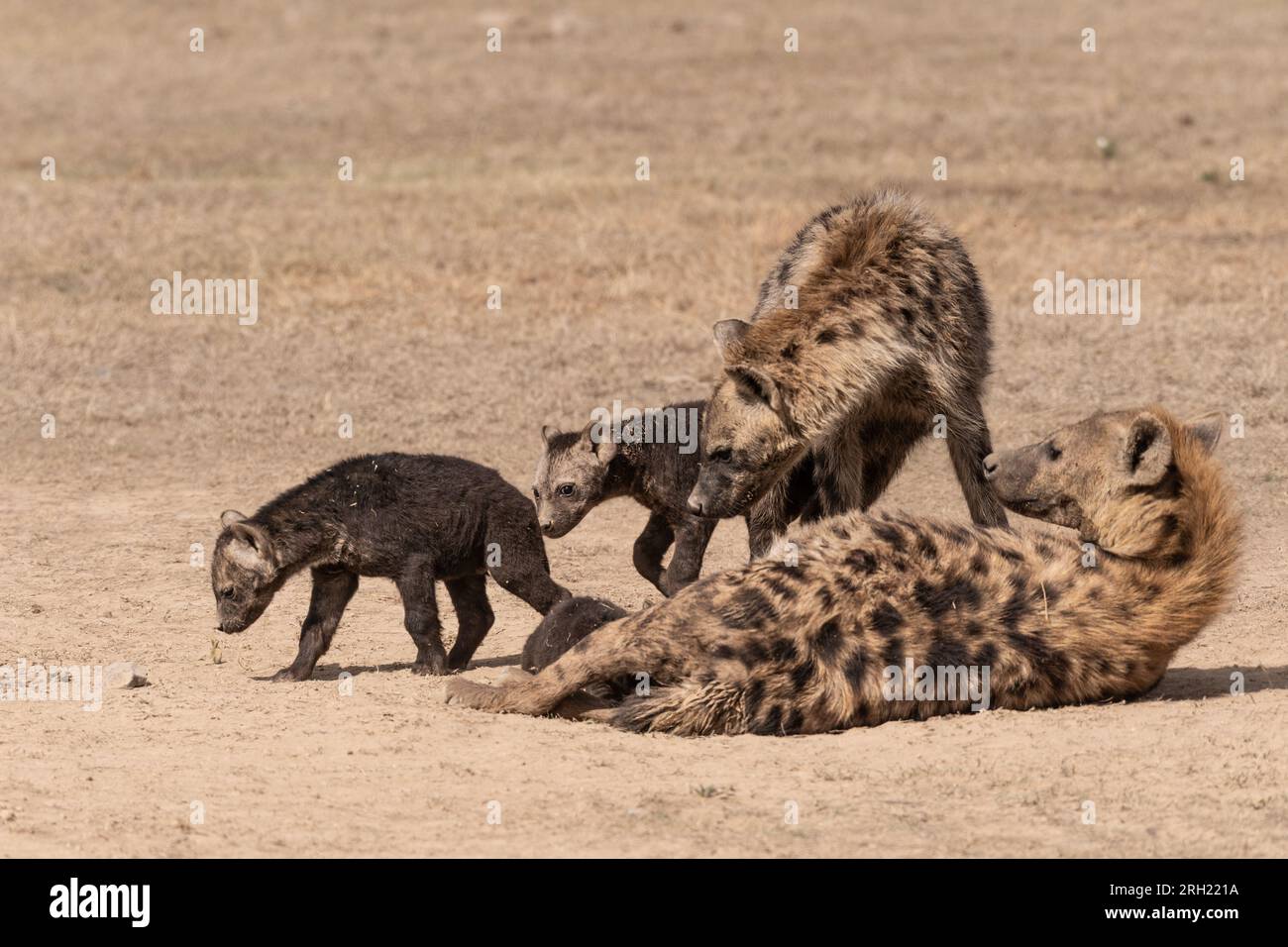 Female Spotted hyena with her pups , Crocuta crocuta, Hyaenidae, Ol ...