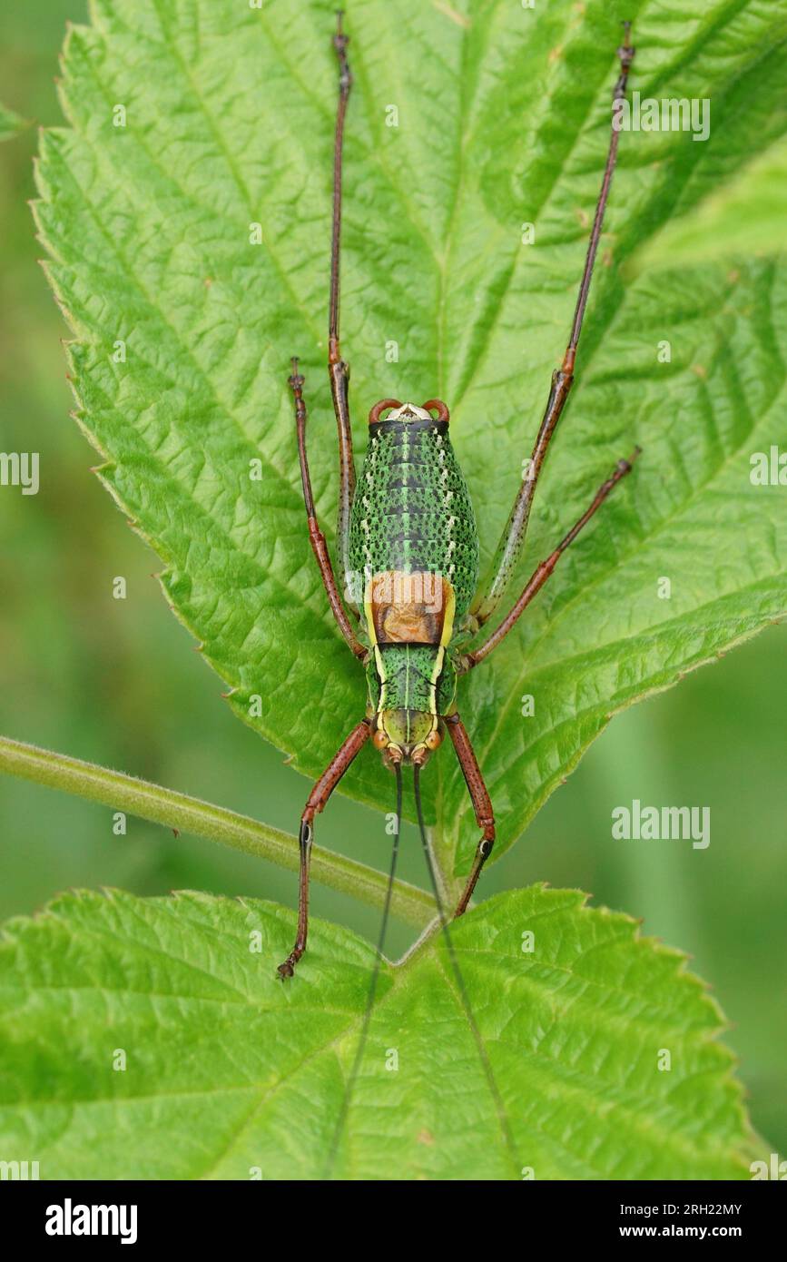 Natural closeup on a male Common Saw Bush-Cricket, Barbitistes ...
