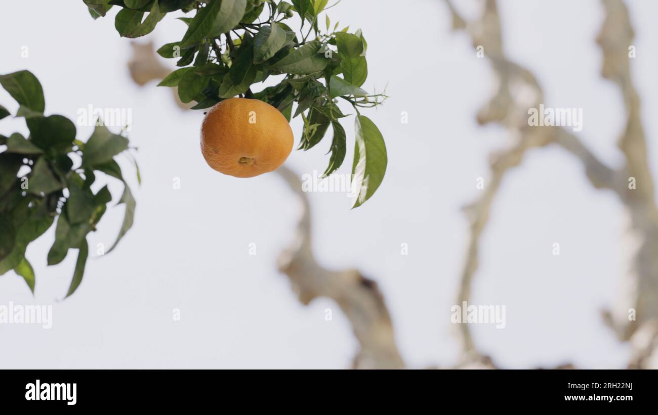 orange tree with citrus fruits closeup, wide photo Stock Photo - Alamy