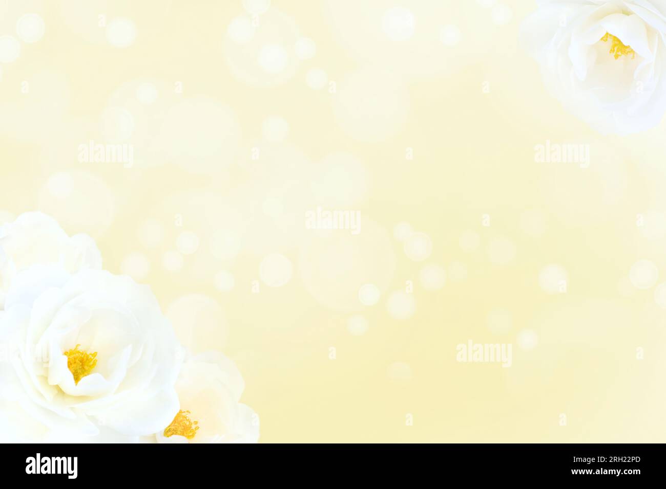 White roses and buds in the corner of the blurred butter color ...