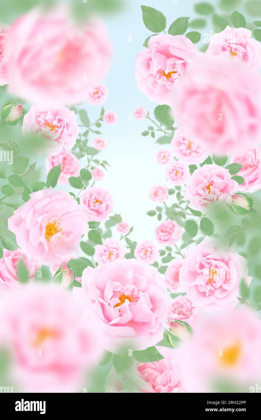 Pale pink rose flowers, buds and leaves branches. Beautiful greeting ...