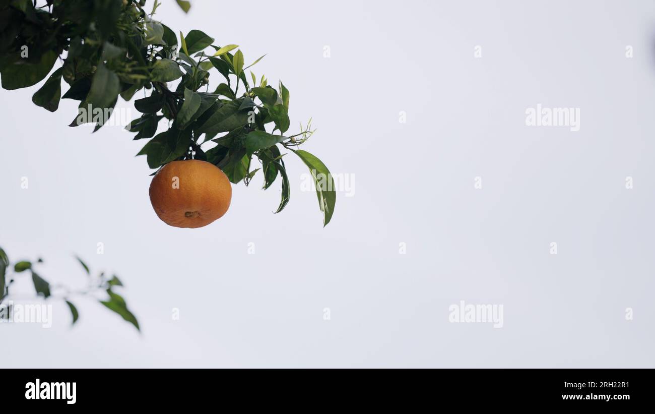 orange tree with citrus fruits closeup, wide photo Stock Photo - Alamy