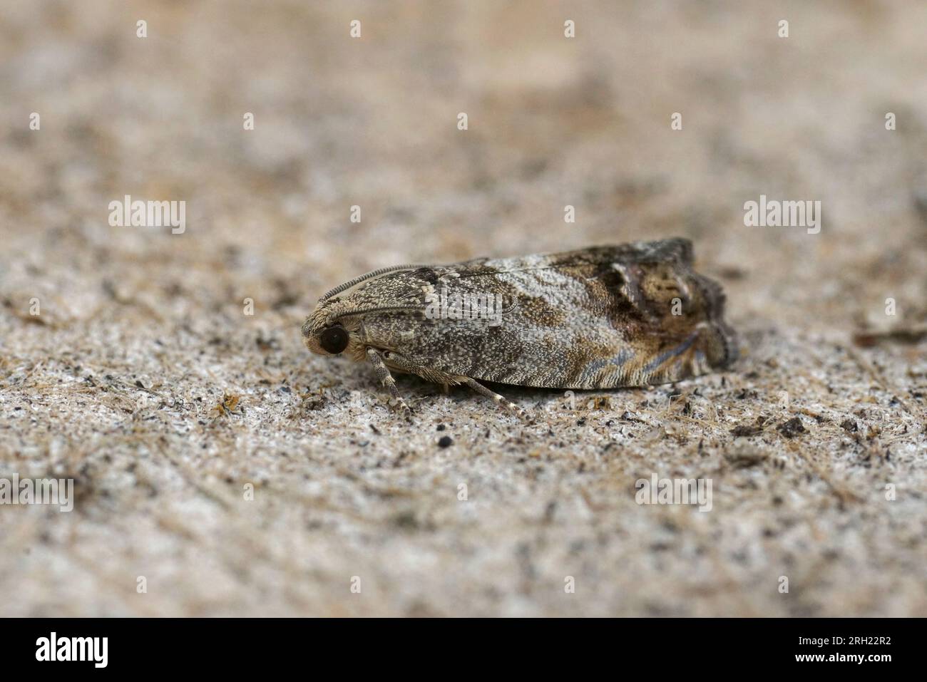 Detailed closeup on the brown, chestnut tortrix, marbled piercer micro ...