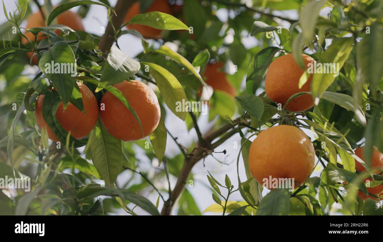 orange tree with citrus fruits closeup, wide photo Stock Photo - Alamy