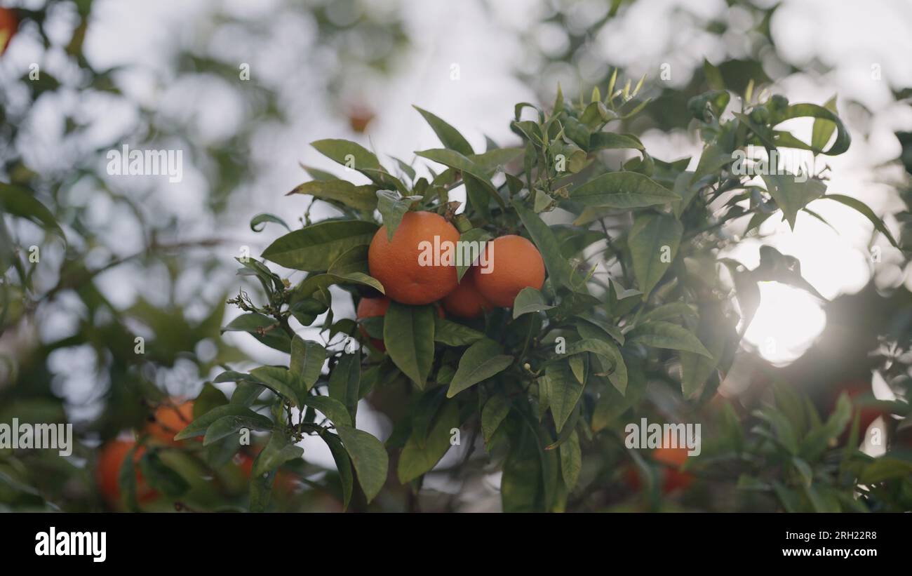 orange tree with citrus fruits closeup, wide photo Stock Photo - Alamy