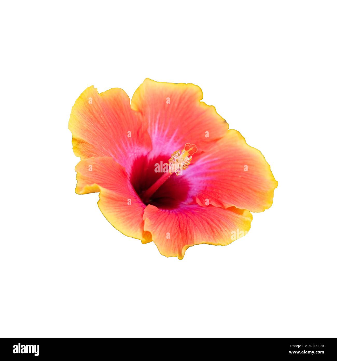 Mesmerizing Details: The close-up reveals the mesmerizing details of ...