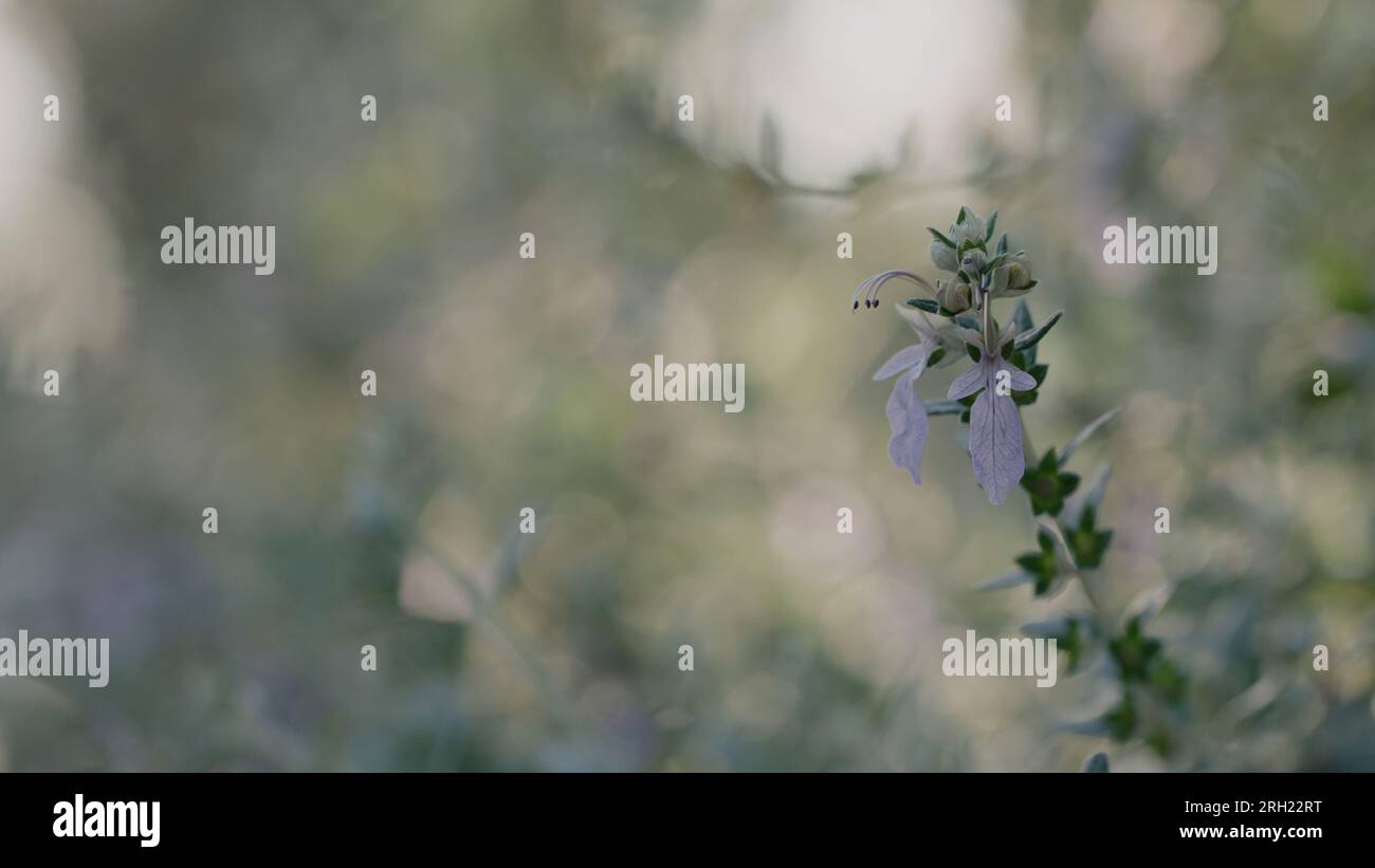 Teucrium fruticans hi-res stock photography and images - Alamy