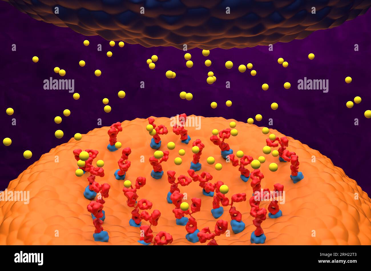 Autoantibodies bond to receptor (achr) blocking the acetylcholine ...