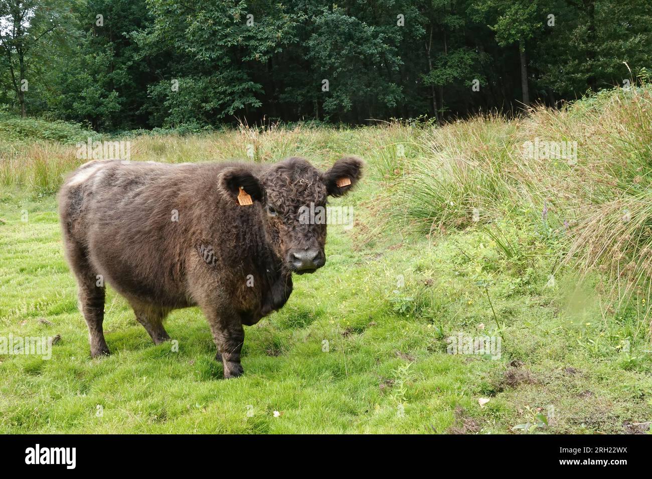 Closeup on a brown, furry , gentle and docile cow of the Scottish ...