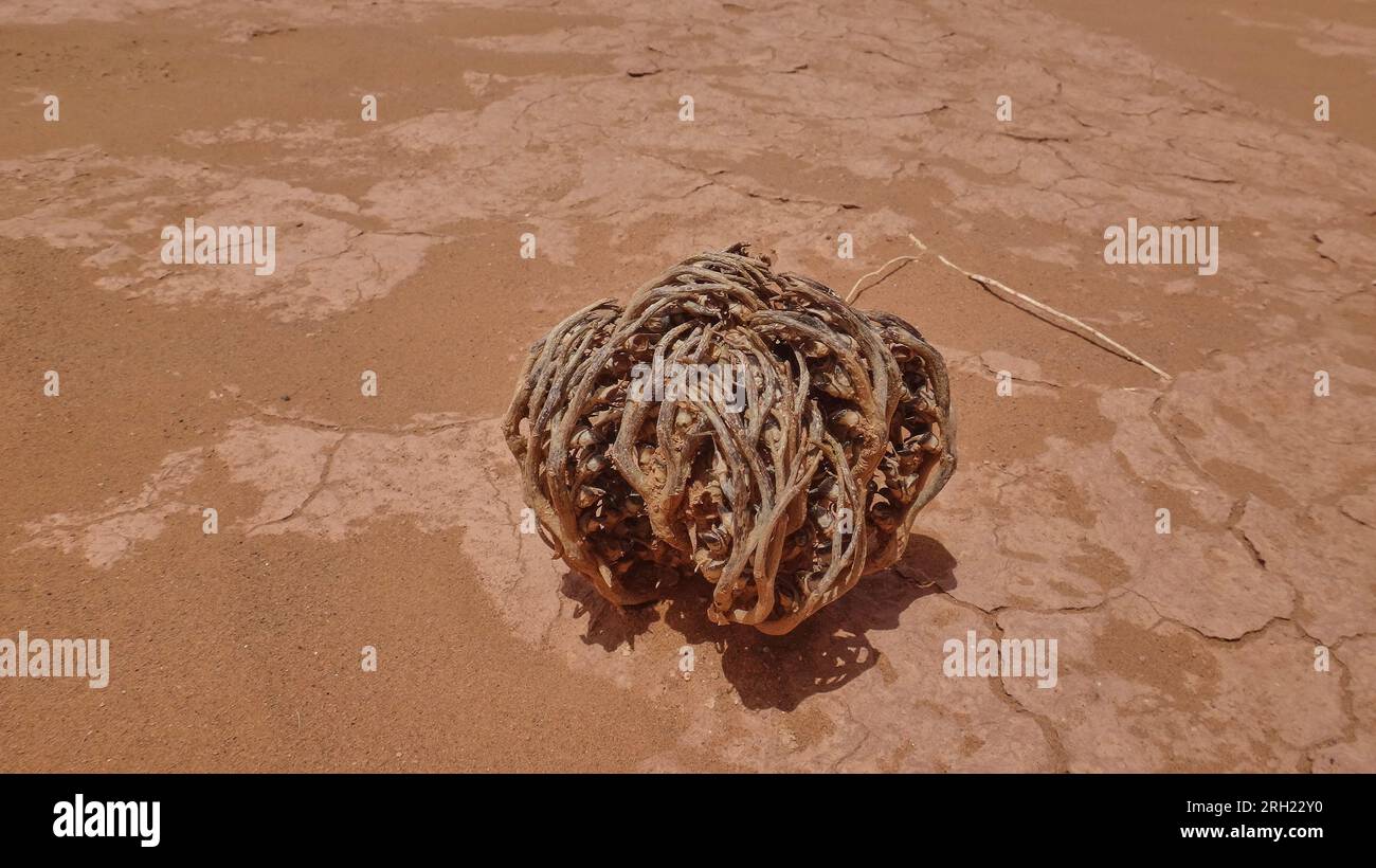 desert rose, also known of rose of Jericho, in its dried up state ...