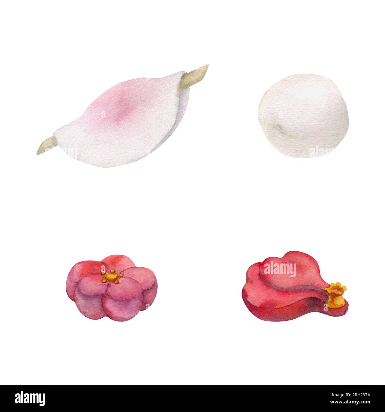 Watercolor hand drawn traditional Japanese sweets. Winter wagashi ...