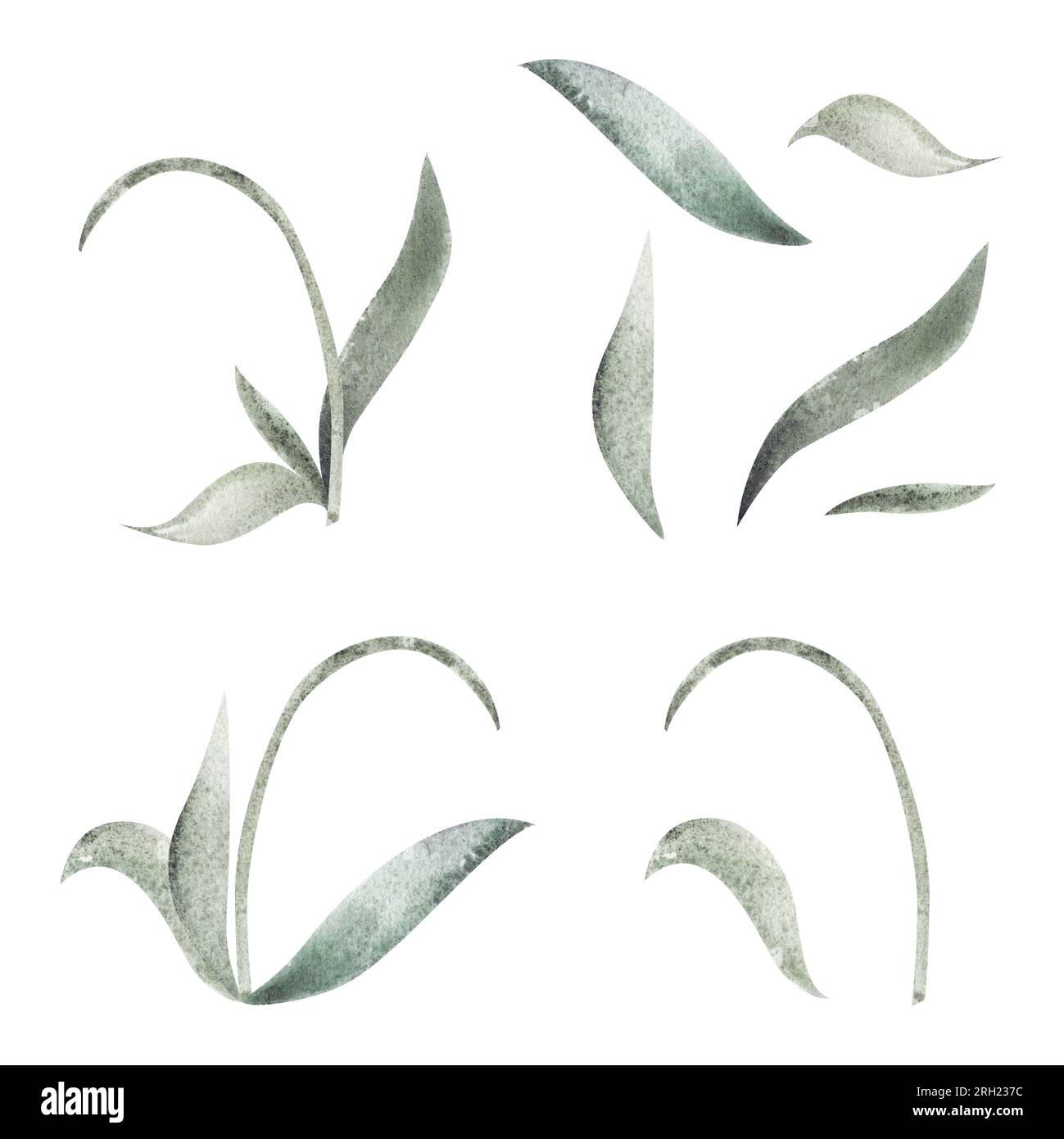 Watercolor hand drawn illustration, magical star flowers, stems and ...