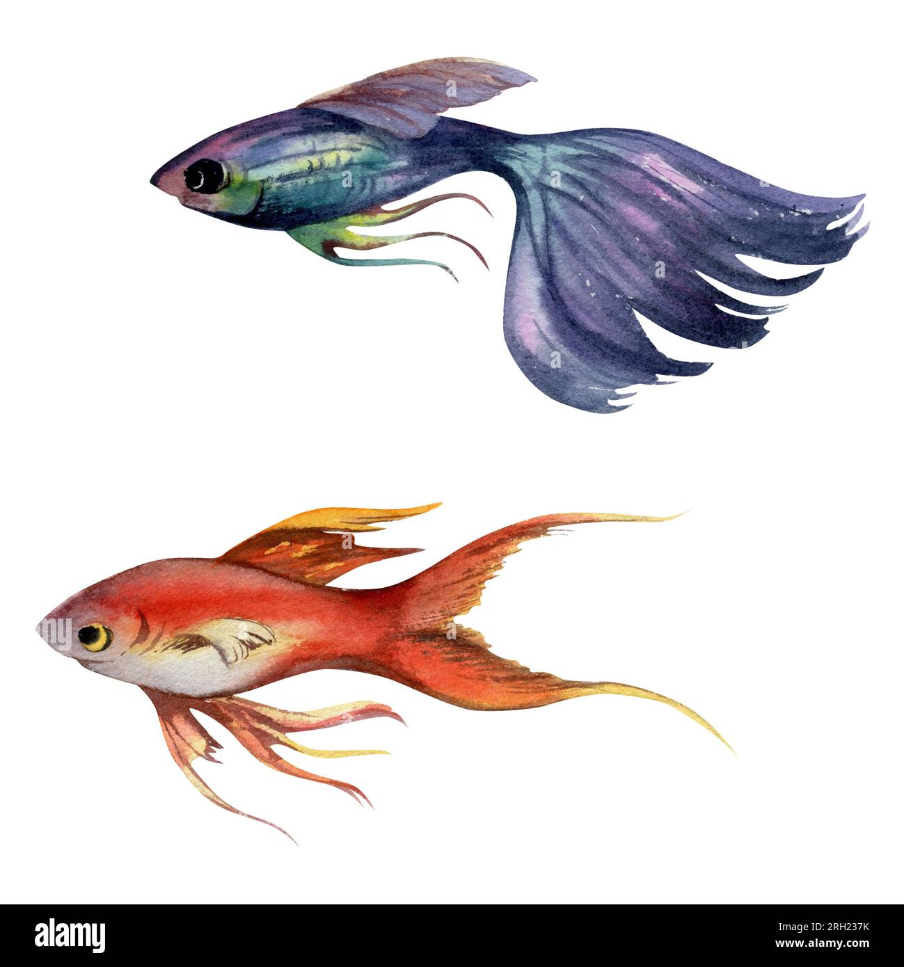 Hand drawn watercolor aquarium tropical fish guppy swordtail sealife ...