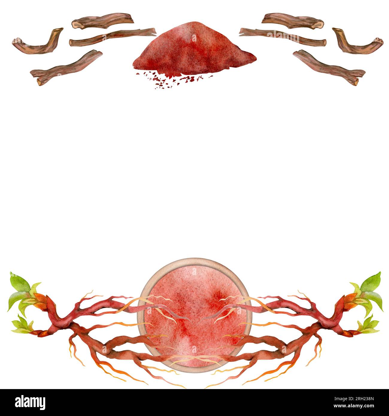 Hand drawn watercolor madder root coloring natural plant dye, hobby ...