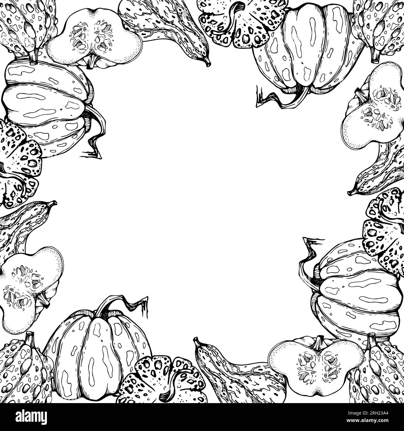 Hand drawn ink vector pumpkin gourd squash. Sketch illustration art for ...