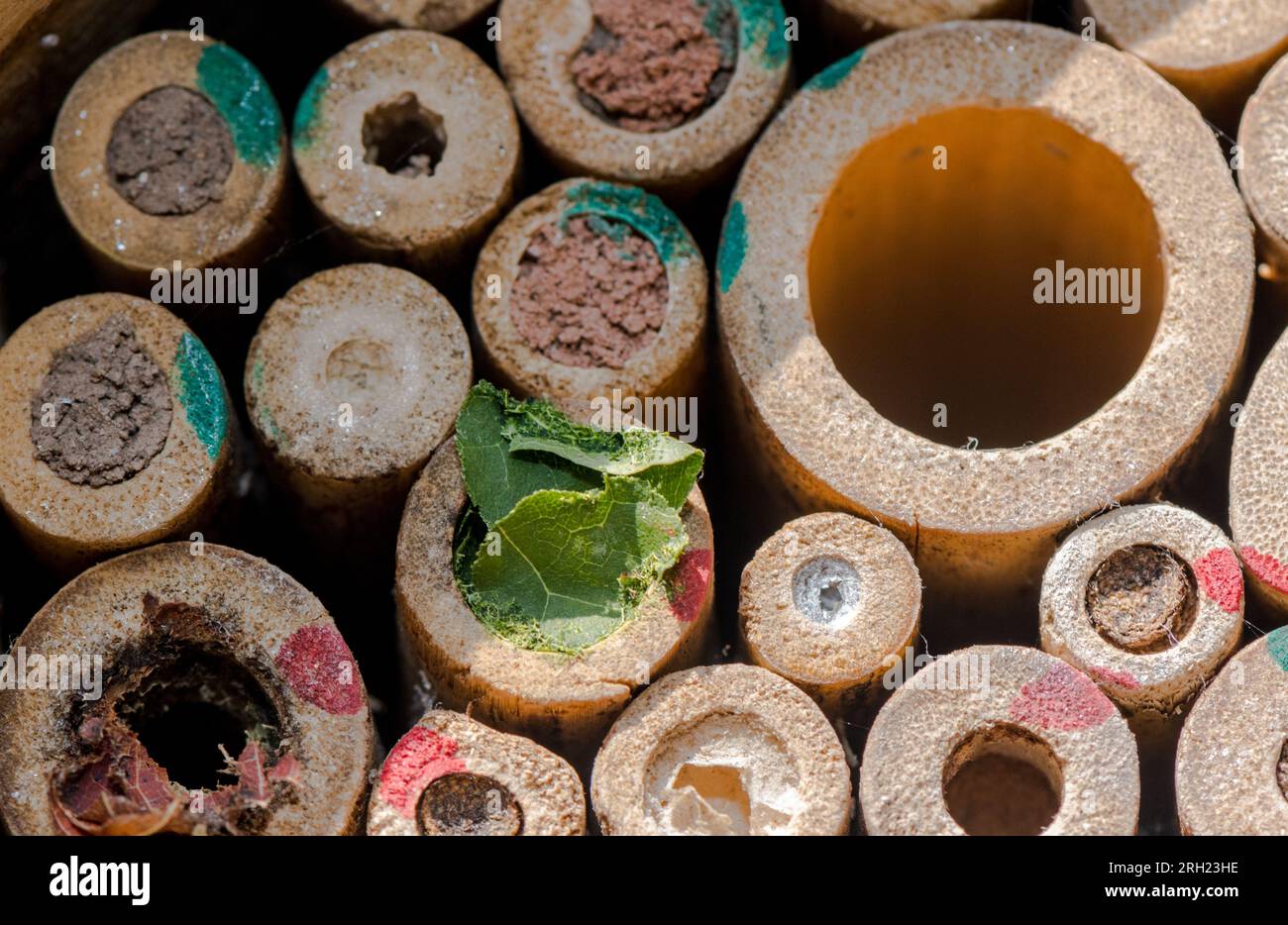 Patchwork Leaf-Cutter Bee, Megachile Centuncularis, sealing the ...