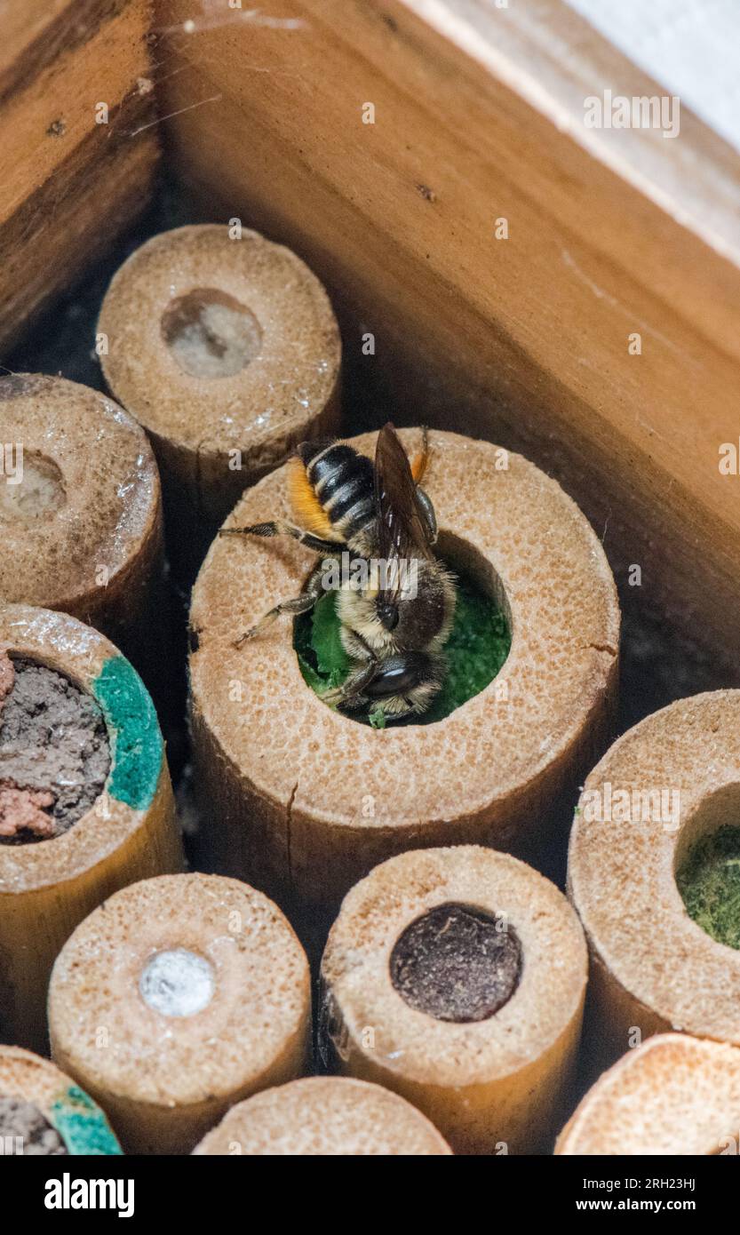 Patchwork Leaf-Cutter Bee, Megachile Centuncularis, sealing the ...